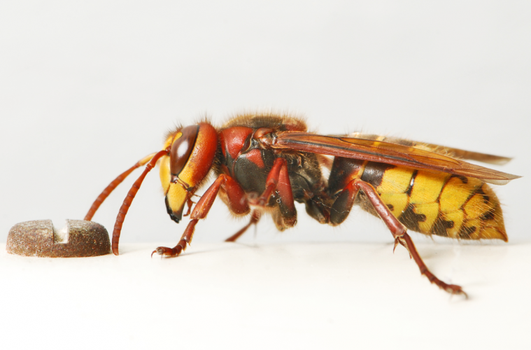 Care este diferenta dintre gargaune si viespe - I - Jebo.ro